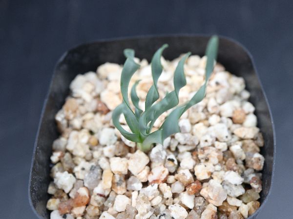 多肉植物・サボテン販売～PICO庵～ / その他