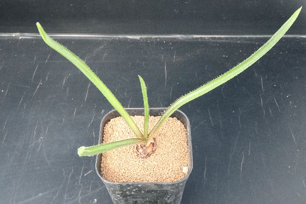 多肉植物・サボテン販売～PICO庵～ / アロエ属