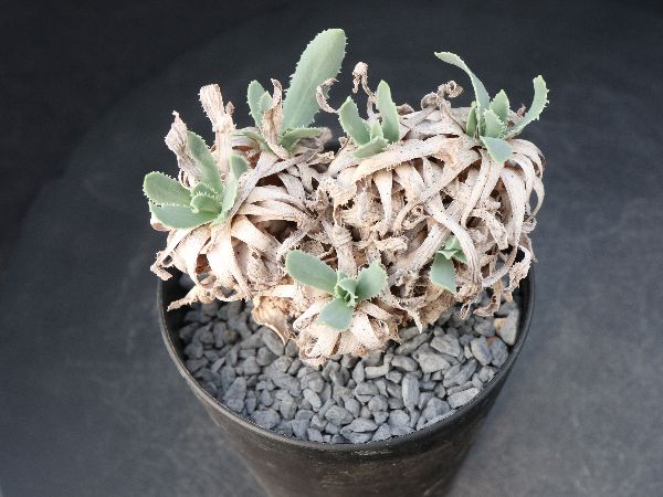 多肉植物・サボテン販売～PICO庵～ / オトンナ属