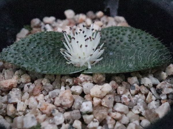 多肉植物・サボテン販売～PICO庵～ / 球根類