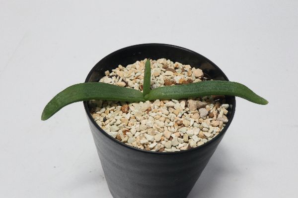 多肉植物・サボテン販売～PICO庵～ / ブルビネ属
